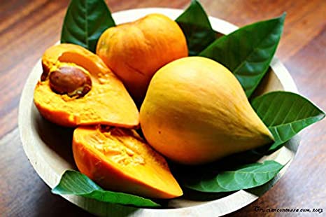 Live Fruit Plant Egg Fruit Plant Lucuma Nervosa Plant for Home Garden ...