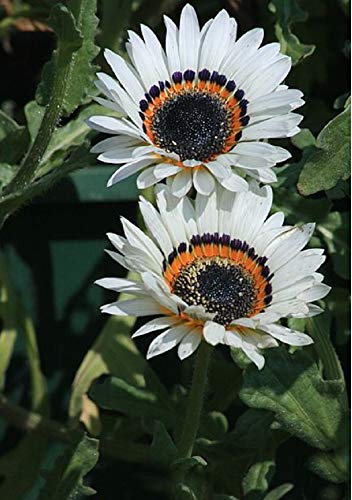 Venidium White Shine quality variety seeds garden home all season ...