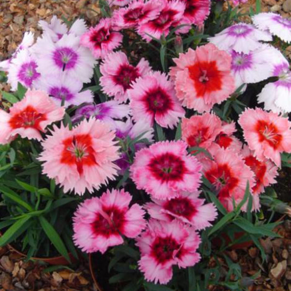 Dianthus Baby Doll(Cheddar pinks, Clove pinks, Gilly flower pinks ...