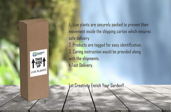 Flacourtia Jangomas Flacourtia Jangomas Loobi Fruit Plant Tasty Tropic ...