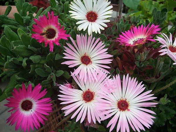Burf Heavens Mixed quality flower seeds garden all season – creativefarmer
