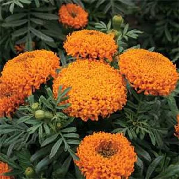 Marigold Hawaii Orange quality flower seeds garden all season ...