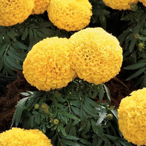Marigold Dhan Basanti quality flower seeds garden all season ...